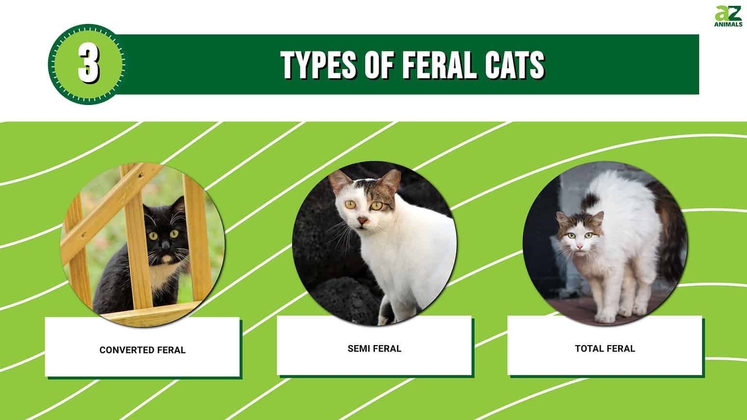 Understanding The 3 Types of Feral Cats - A-Z Animals