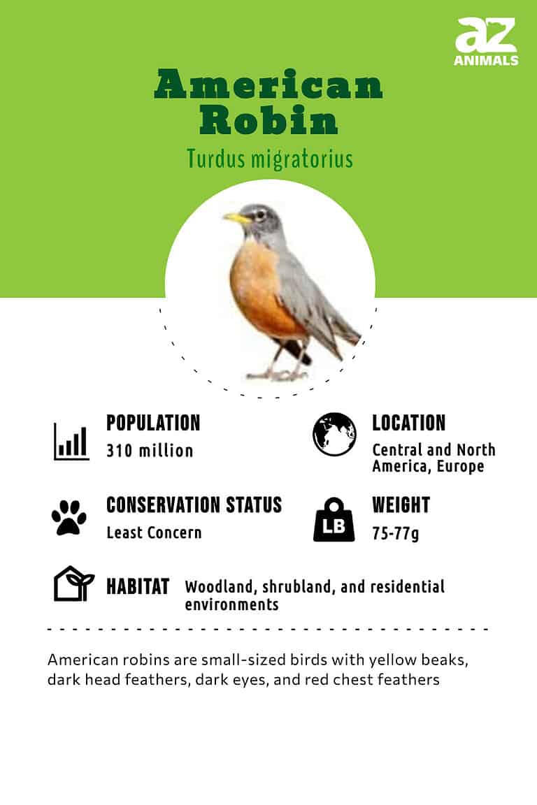 American Robin Bird Facts - Turdus migratorius - A-Z Animals