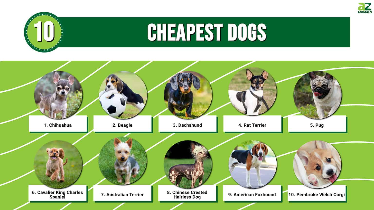 The 10 Cheapest Dogs to Buy and Care for in 2024 - A-Z Animals