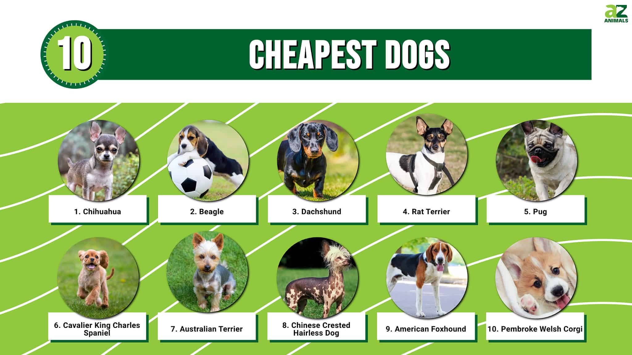 The 10 Cheapest Dogs to Buy and Care for in 2024 - A-Z Animals