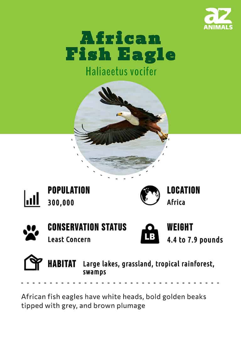 African Fish Eagle Bird Facts - Haliaeetus Vocifer - A-Z Animals