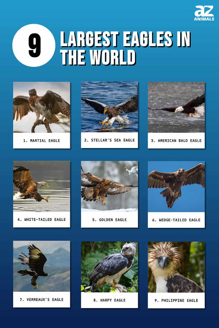 Eagle Wingspan: The 9 Largest Eagles Still Soaring the Skies in 2024 ...