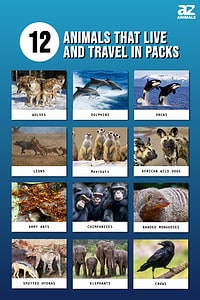 12 Animals That Live and Travel in Packs - A-Z Animals
