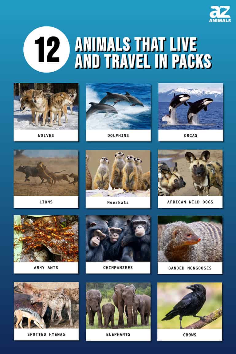 12 Animals That Live and Travel in Packs - A-Z Animals