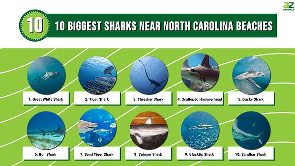 The 10 Biggest Sharks Near North Carolina Beaches - A-Z Animals