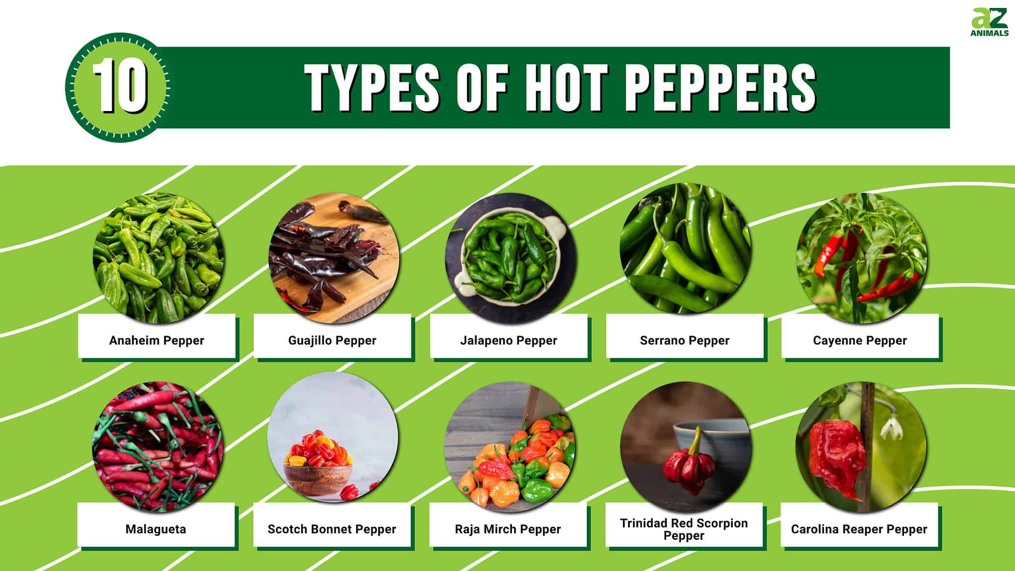 10 Types Of Hot Peppers - All Ranked - A-Z Animals