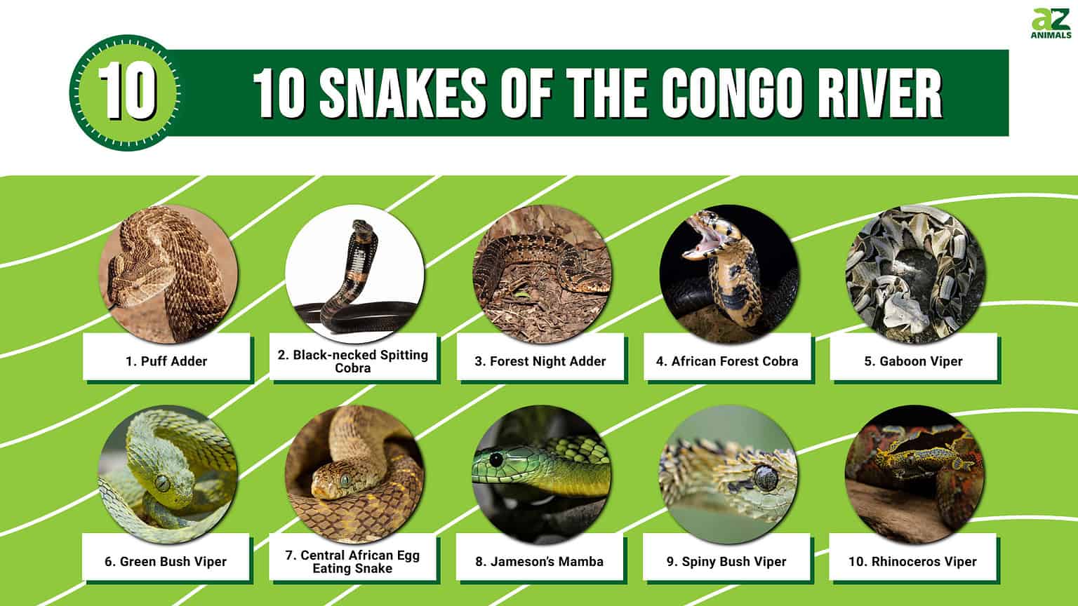 Meet 10 Snakes Of The Congo River - A-Z Animals