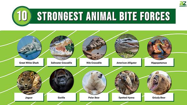 The 10 Strongest Animal Bite Forces in the World - A-Z Animals