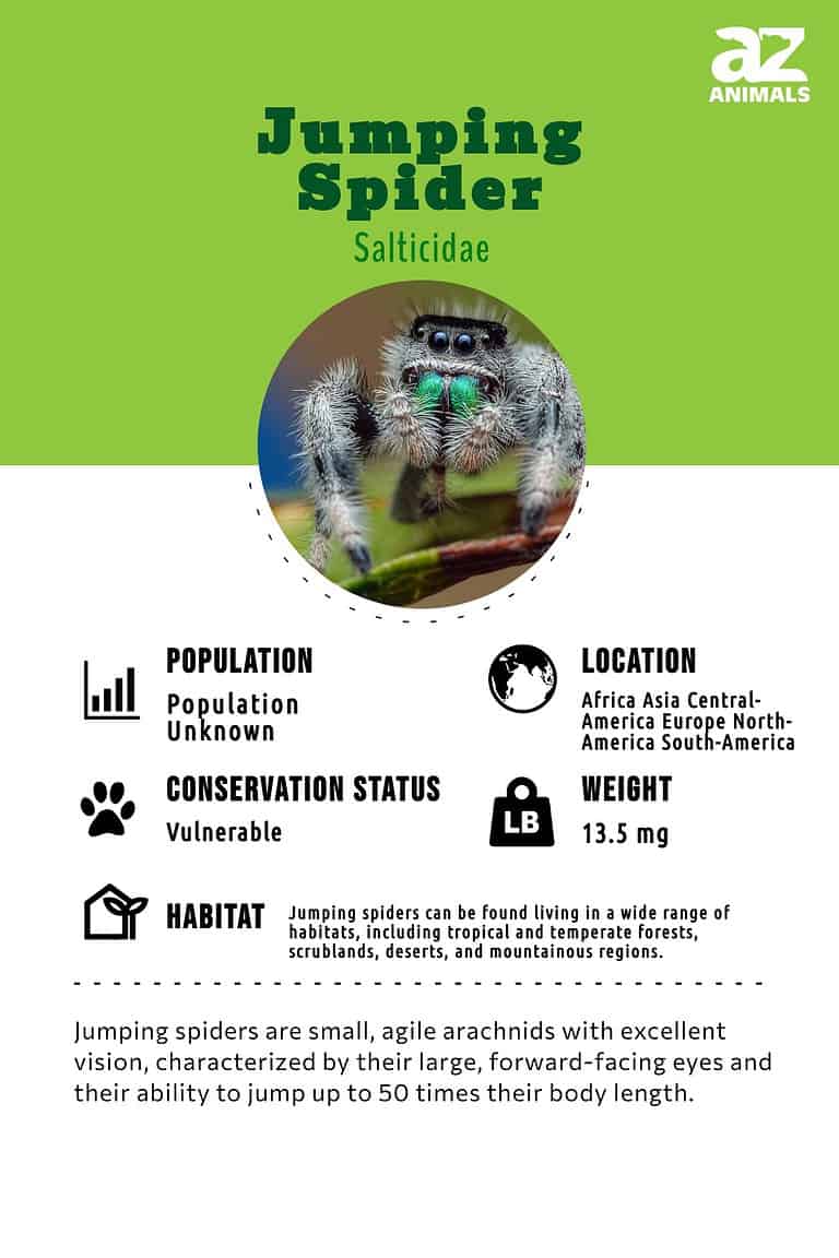 Jumping Spider Animal Facts - Salticidae - A-Z Animals