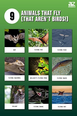 9 Animals That Fly (That Aren't Birds!) - A-Z Animals