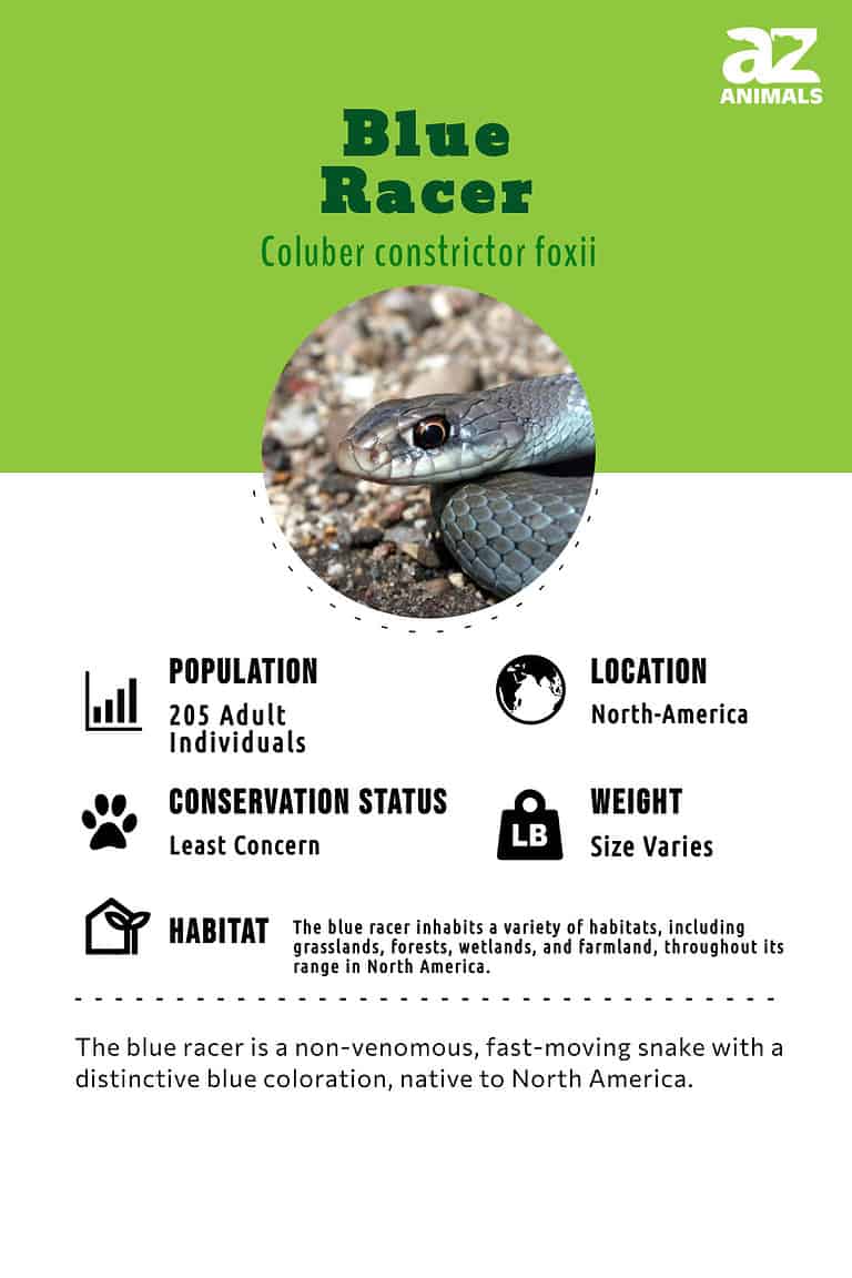 Blue Racer Animal Facts - Coluber constrictor foxii - A-Z Animals