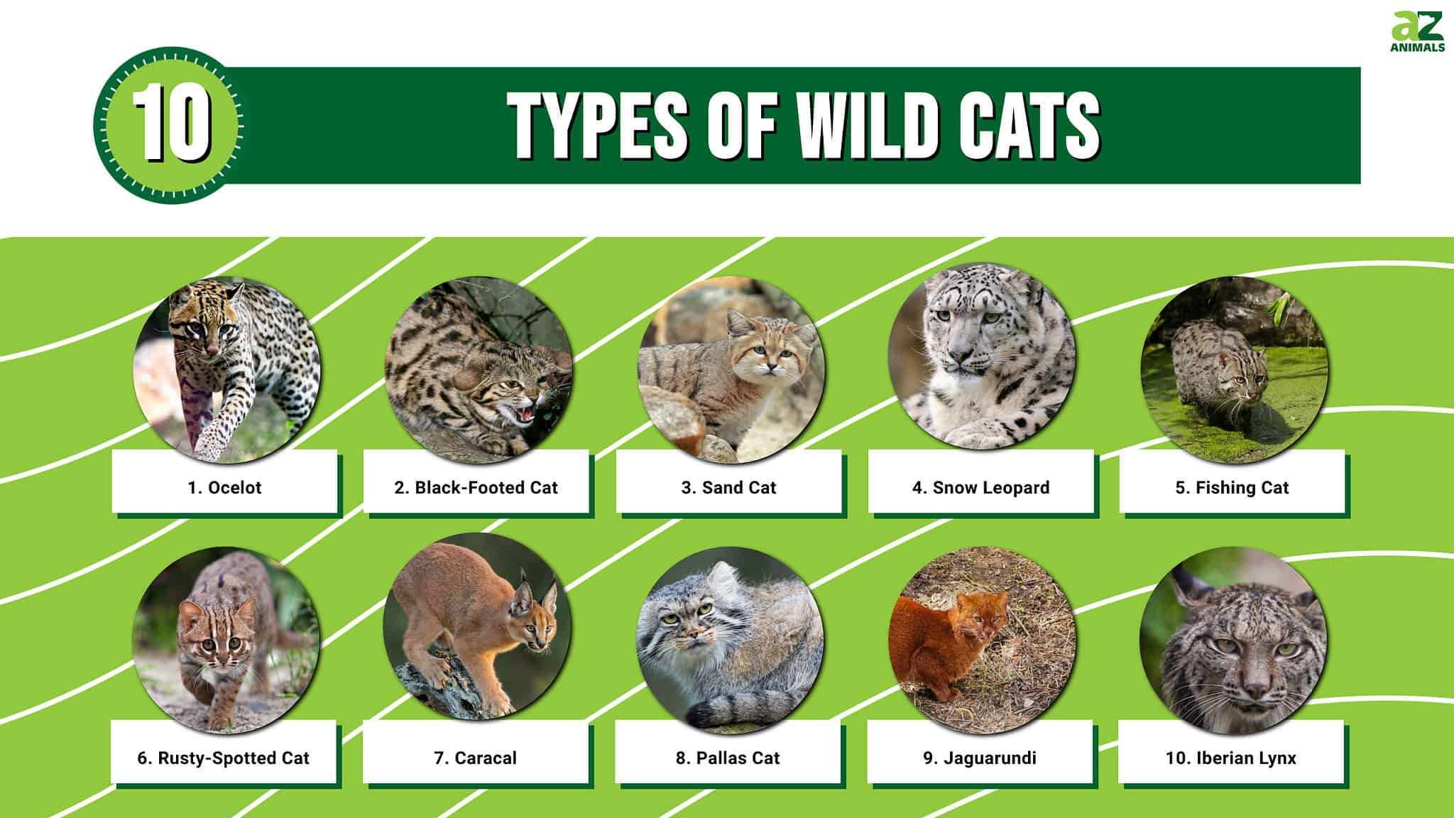 10 Types Of Wild Cats - A-Z Animals