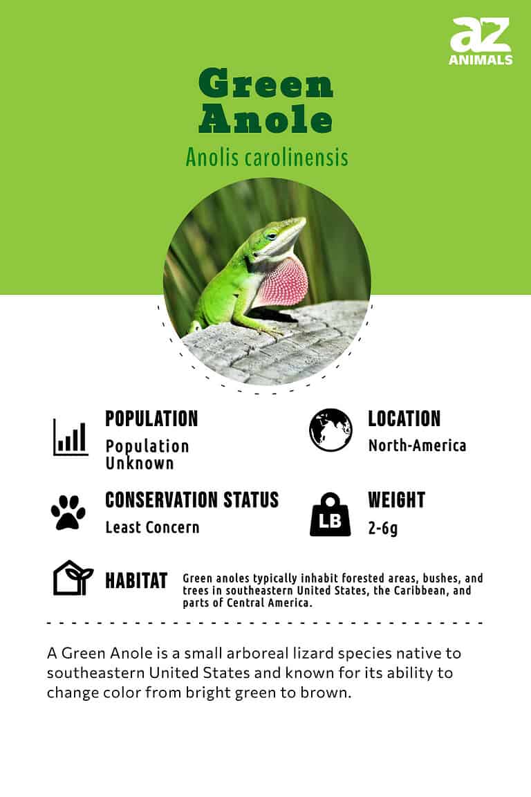 Green Anole Animal Facts - Anolis carolinensis - A-Z Animals