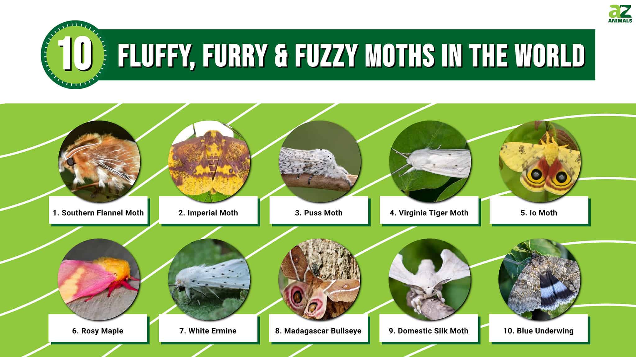 The Top 10 Fluffy, Furry & Fuzzy Moths In The World - A-Z Animals