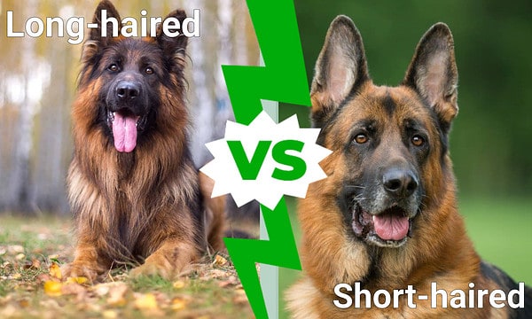 Long-Haired German Shepherd Vs. Short-Haired: 3 Differences Explained ...