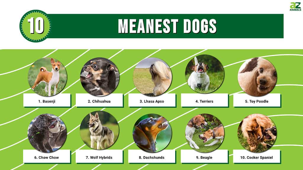Top 10 Meanest Dogs - A-Z Animals