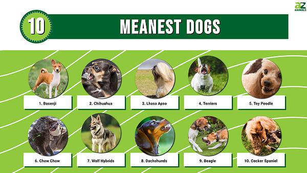 Top 10 Meanest Dogs - A-Z Animals