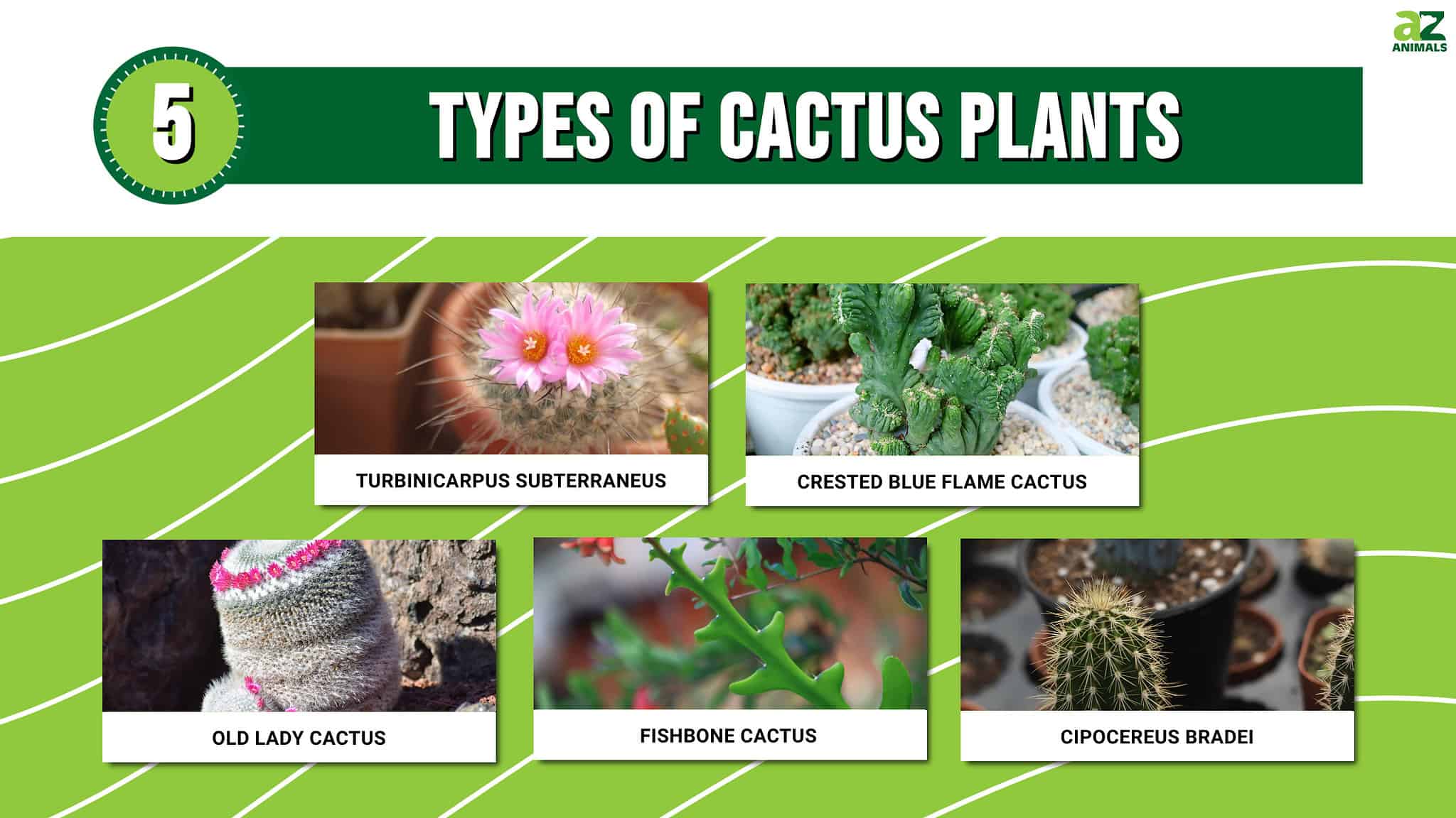 5 Types of Cactus Plants - A-Z Animals