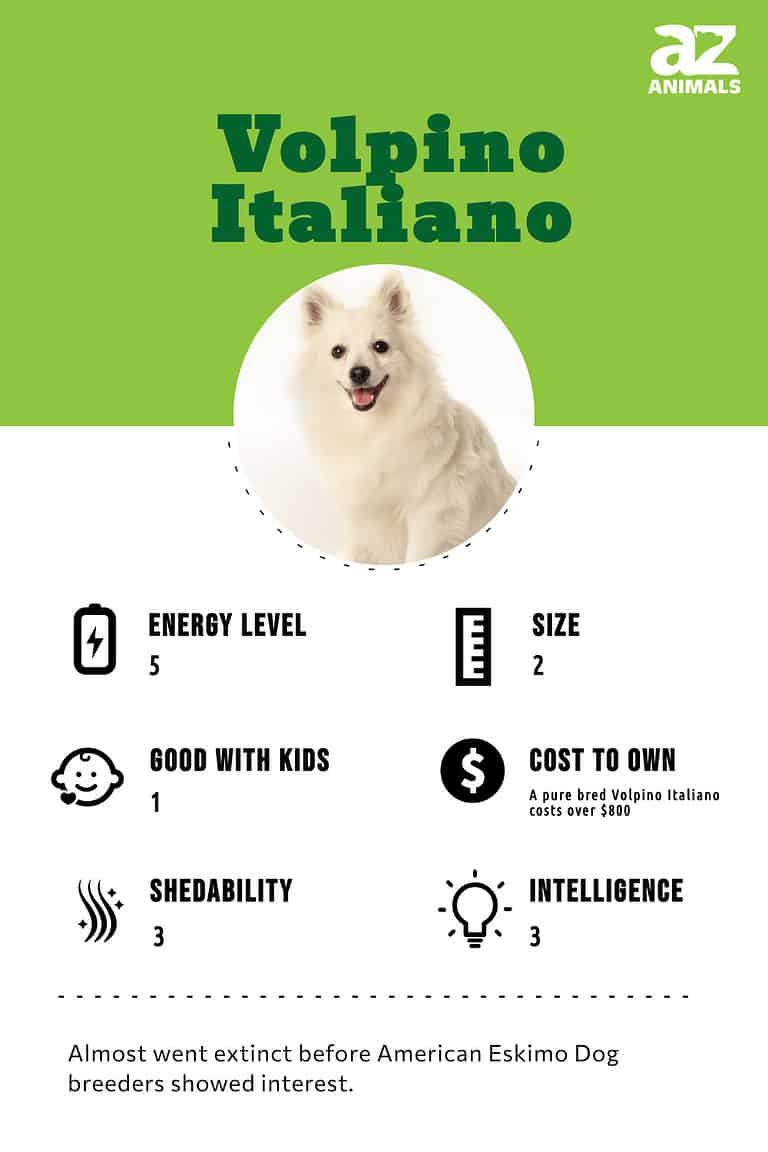 Volpino Italiano Dog Breed Complete Guide - A-Z Animals