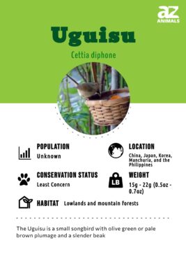 Uguisu Bird Facts - Cettia diphone - A-Z Animals