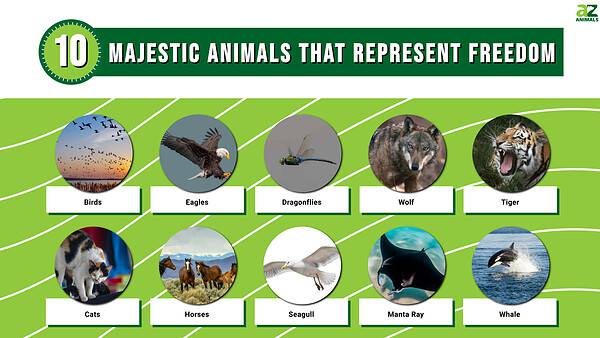 10 Majestic Animals That Represent Freedom - A-Z Animals