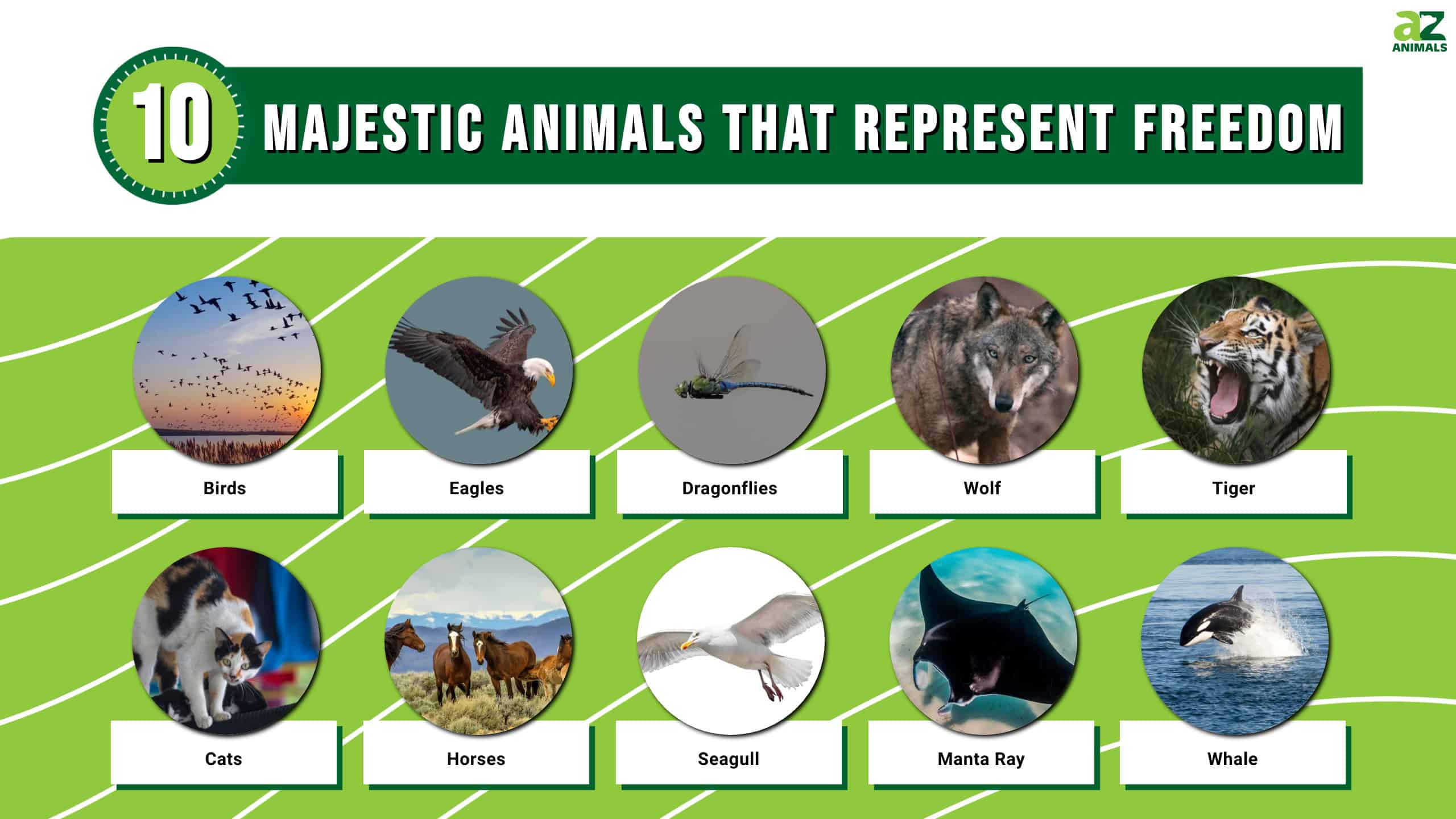 10 Majestic Animals That Represent Freedom A Z Animals 10 Majestic Animals That Represent Freedom A Z Animals