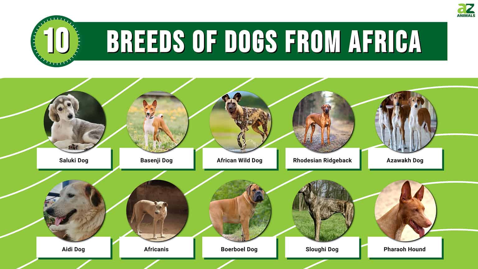 Meet the Fearless African Dogs That Have Protected Families for ...