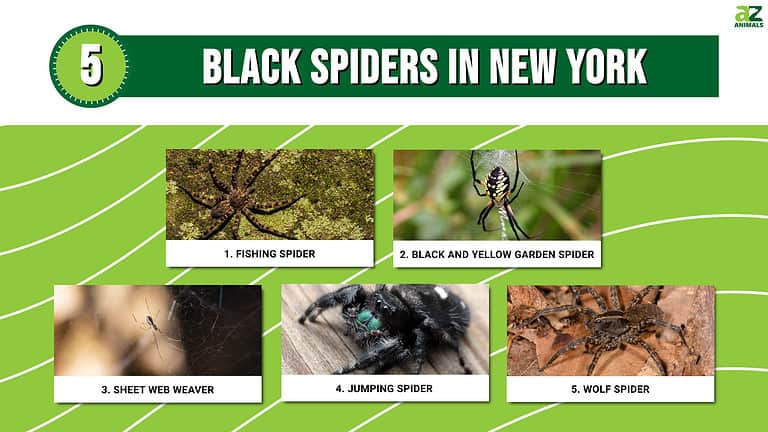 Discover 5 Black Spiders In New York - A-Z Animals