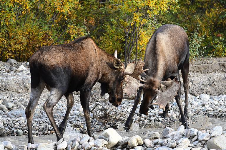 The World’s Biggest Moose vs. A Hungry Mountain Lion: Who Wins a Fight ...