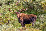 What Does a Moose Call Sound Like and What They Use It For - A-Z Animals