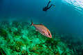 5 Types of Jack Fish Ranked by Size - A-Z Animals