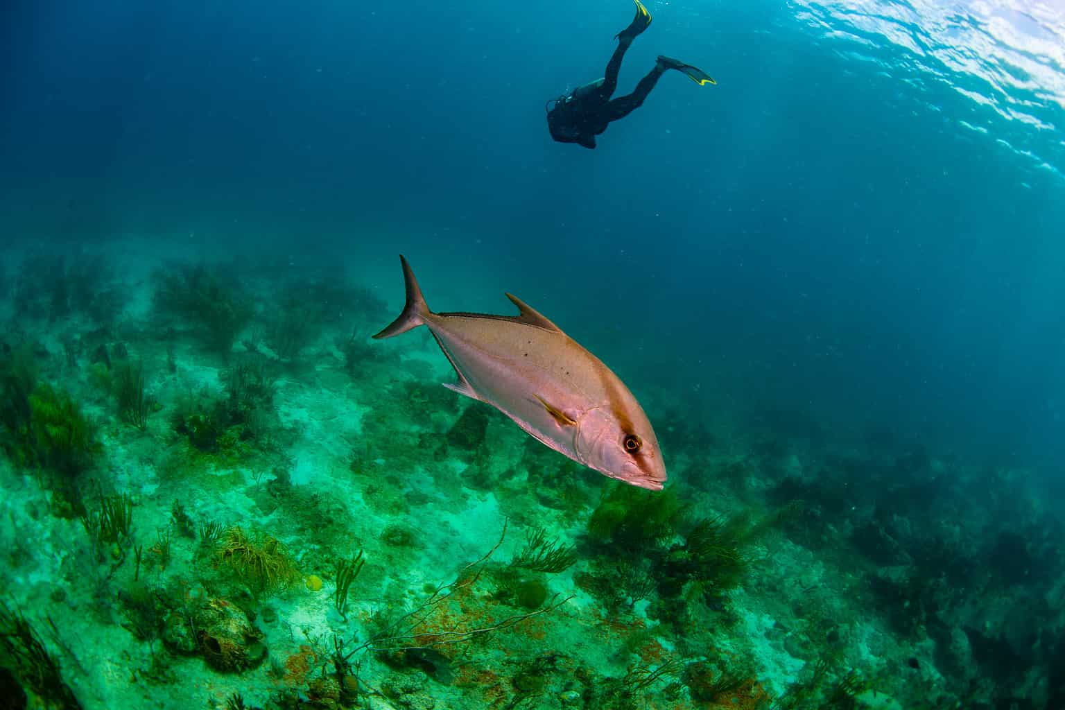 5 Types of Jack Fish Ranked by Size - A-Z Animals