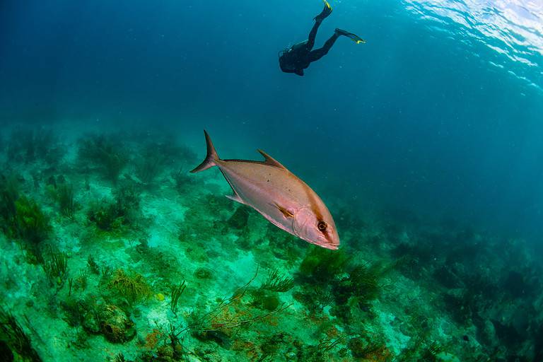 5 Types of Jack Fish Ranked by Size - A-Z Animals