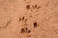 Armadillo Tracks: Identification Guide for Dirt, Sand, and More - A-Z ...