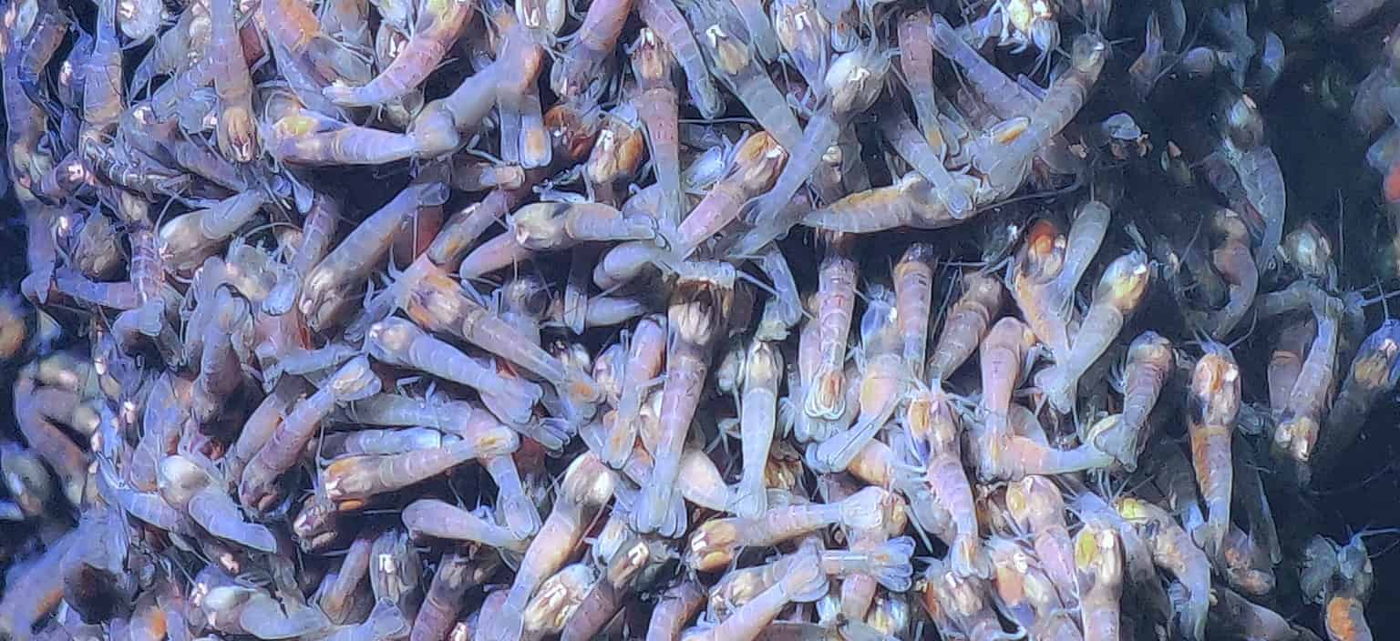 10 Animals That Are Blind (and How They Navigate the World) - A-Z Animals