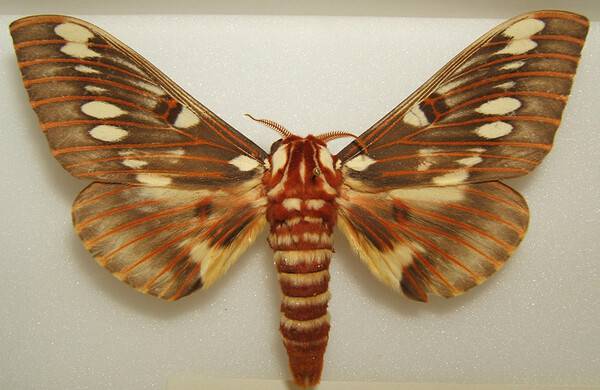 The Planet's Largest Moths Have Wingspans as Wide as Birds - A-Z Animals