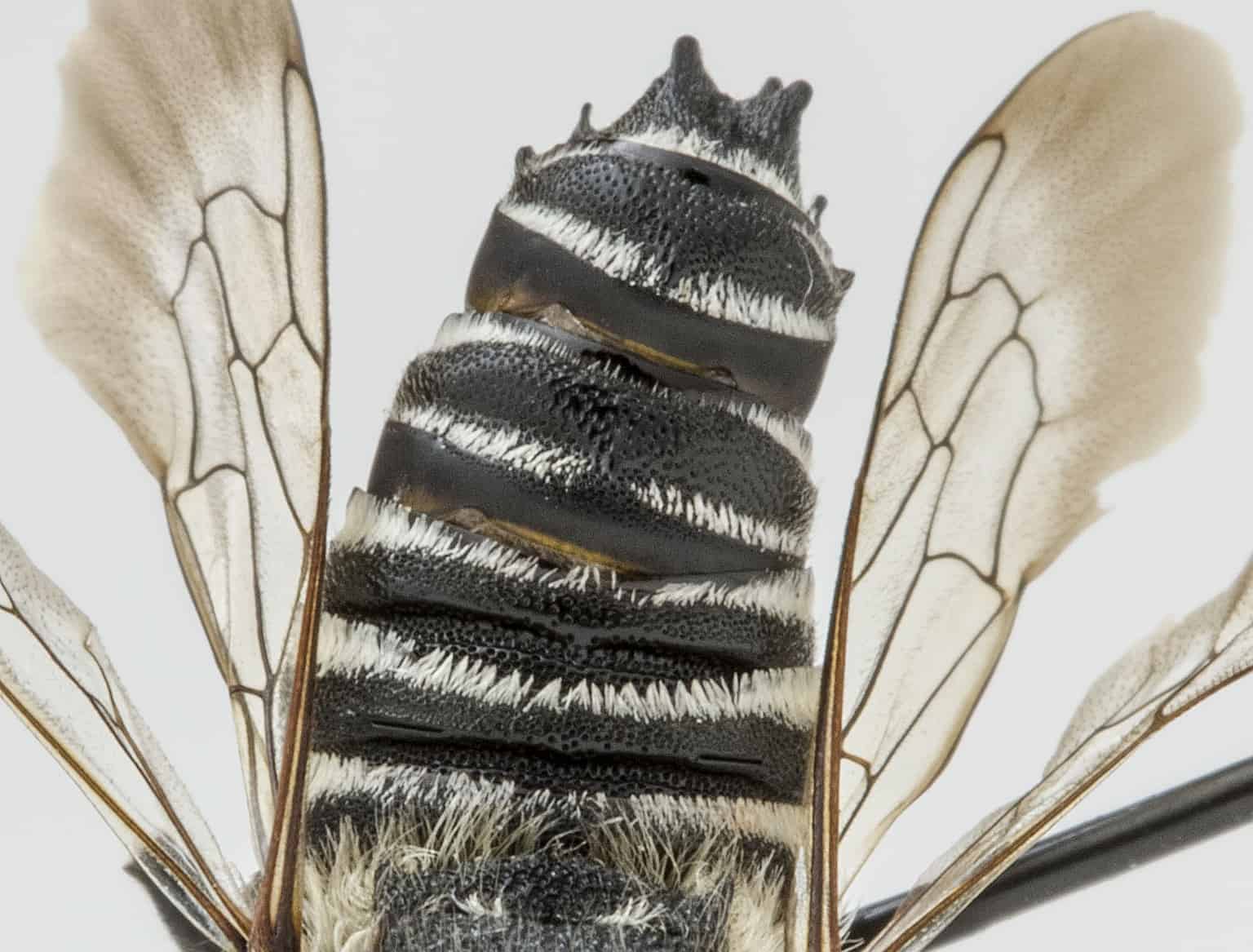 Black and White Bee: What Kind Is It and Does It Sting? - A-Z Animals