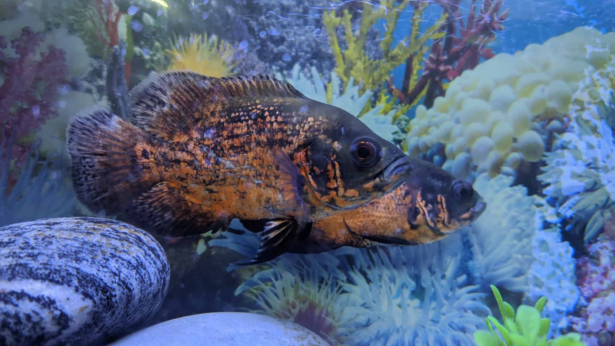 Oscar Fish Facts - Astronotus ocellatus - A-Z Animals