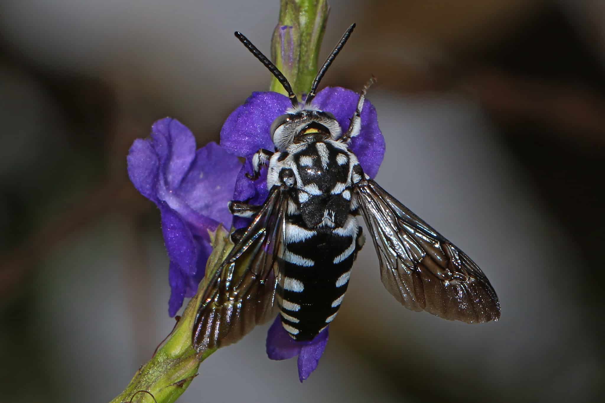 Black and White Bee: What Kind Is It and Does It Sting? - A-Z Animals