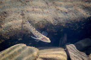 6 Popular Types Of Darter Fish - A-Z Animals