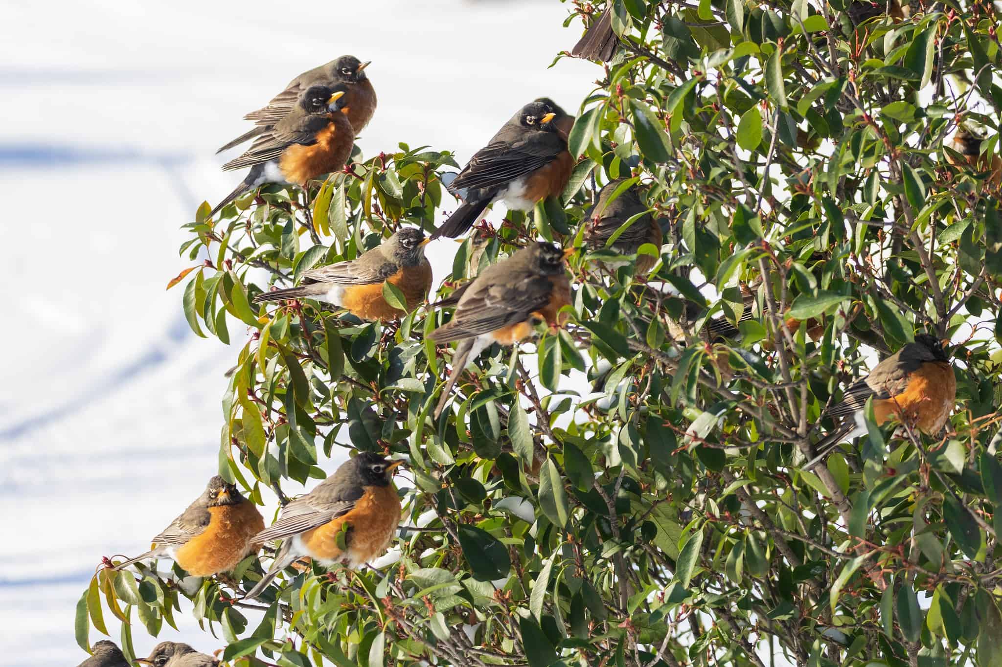 Discover the Official State Bird of Wisconsin - A-Z Animals