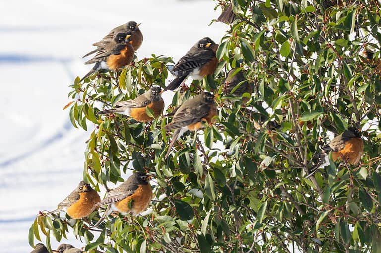 Discover the Official State Bird of Wisconsin - A-Z Animals