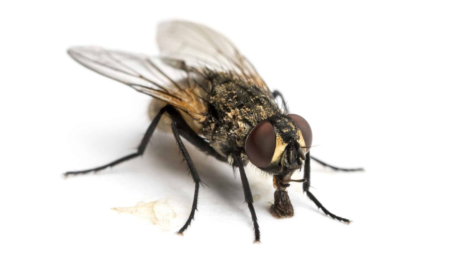 Fly Poop: Everything You've Ever Wanted to Know - A-Z Animals