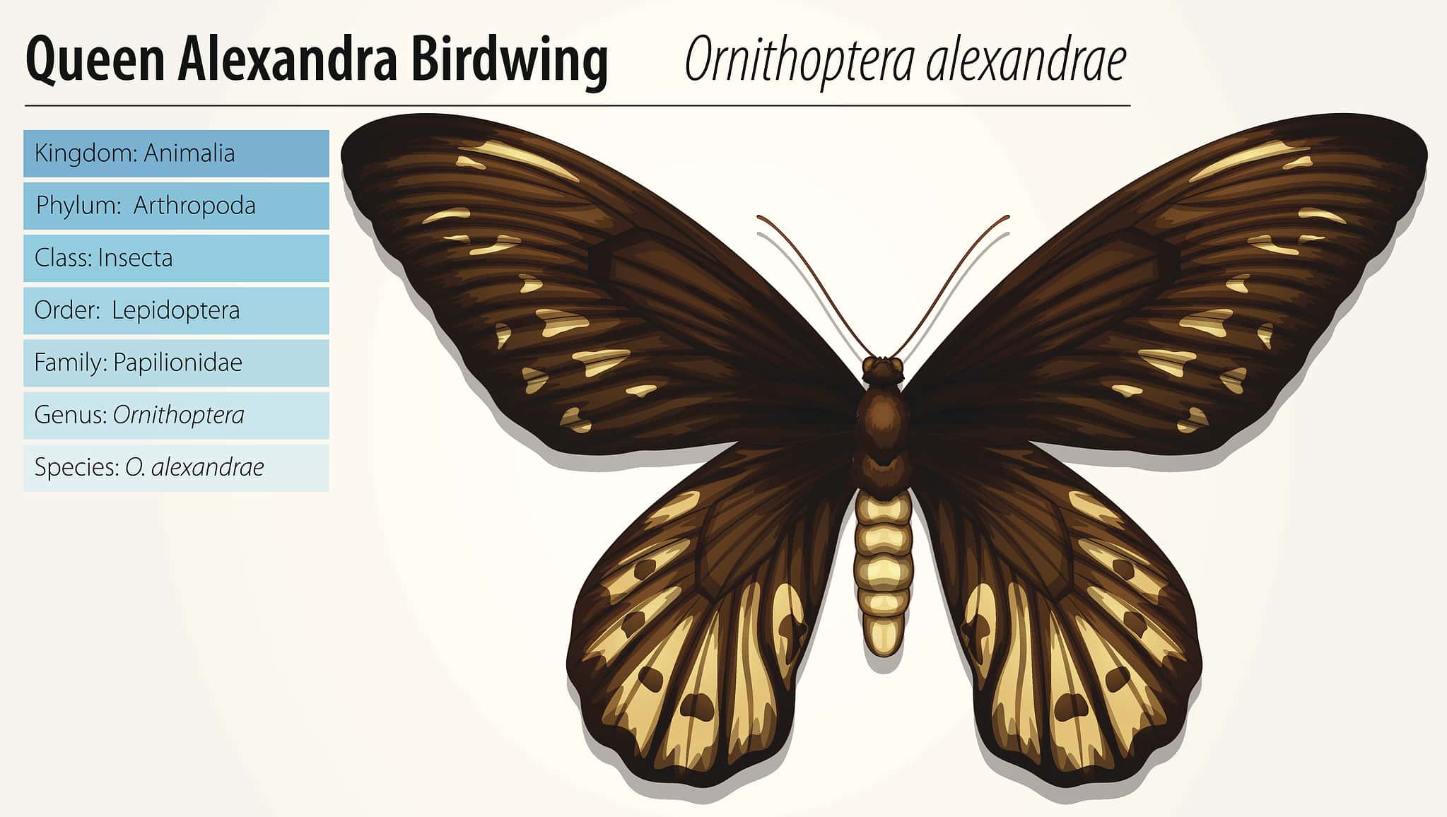 The Largest Butterfly in the World Looks Straight Out of Science ...