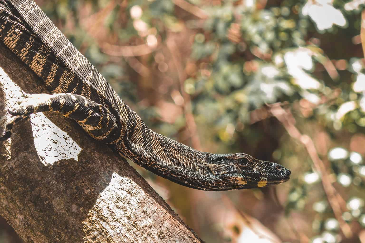 The Giant Lizard Turning Up at Australian Schoolyards - A-Z Animals