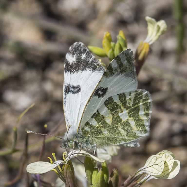 Black and White Butterfly: 20 Types and Pictures! - A-Z Animals