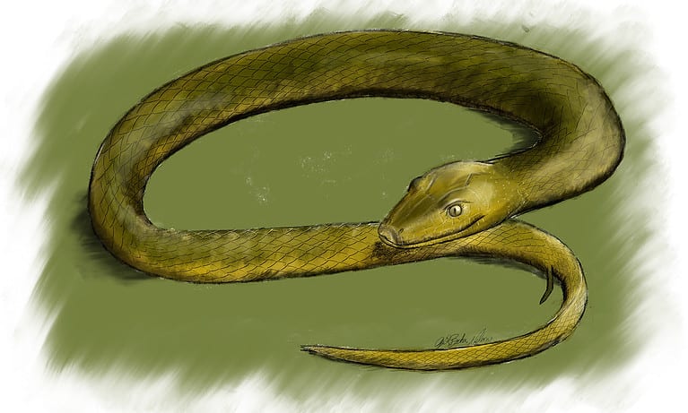 Cow Reticulated Python Animal Facts - Malayopython reticulatus - A-Z ...