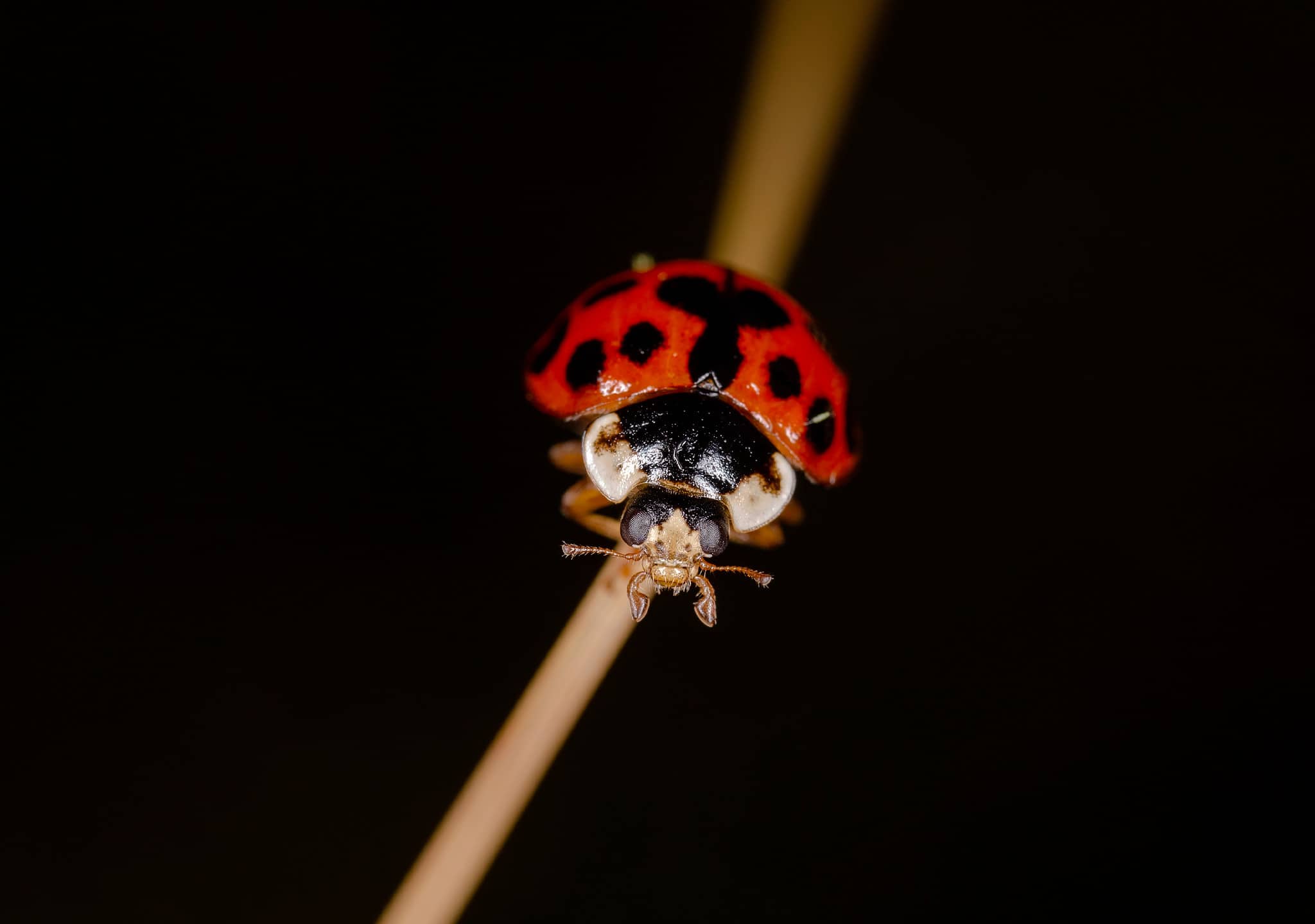 Discover the Official New York State Insect - A-Z Animals