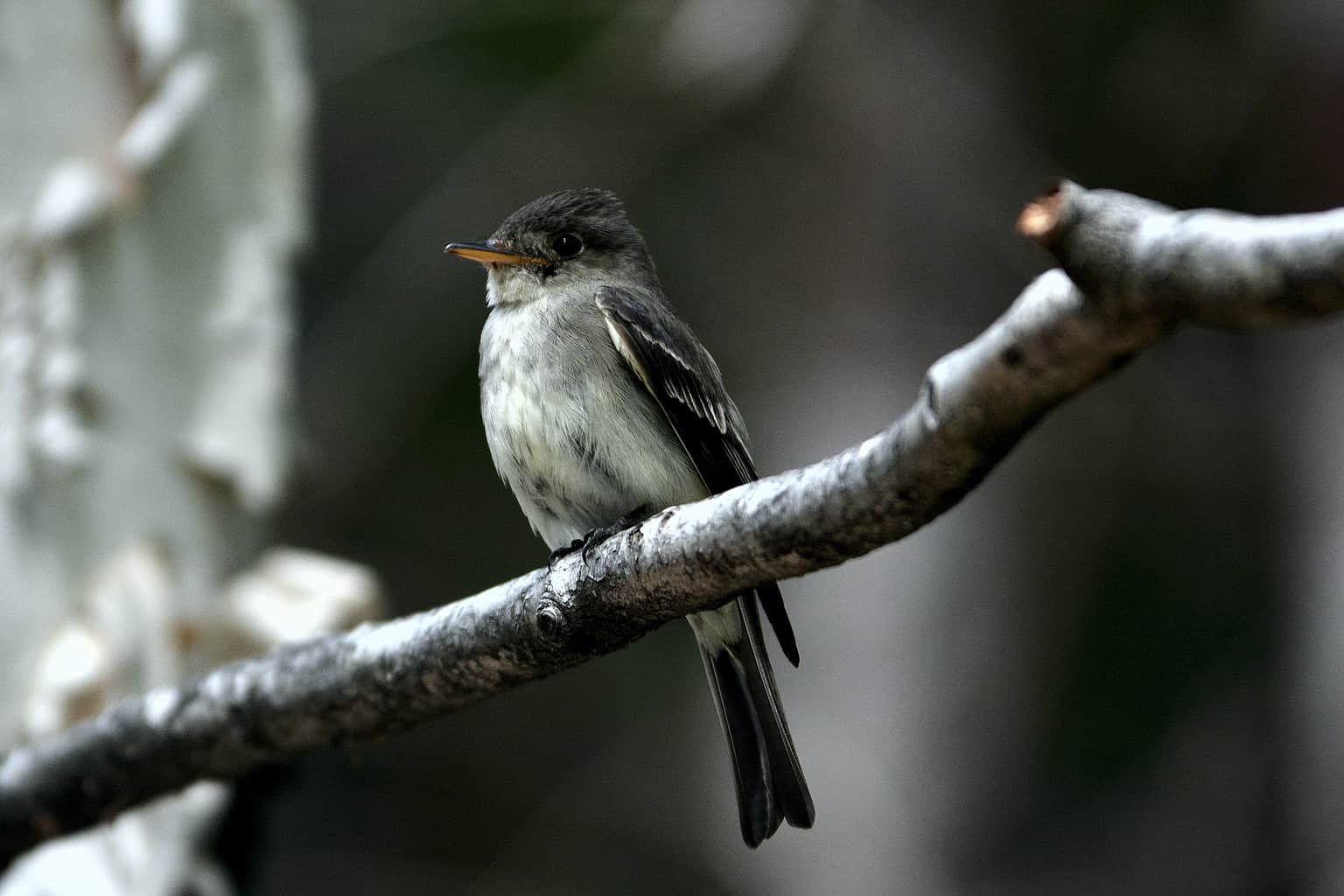 Least Flycatcher Bird Facts - Empidonax minimus - A-Z Animals