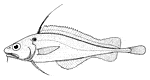 14 Types of Cod Fish Ranked by Size - A-Z Animals